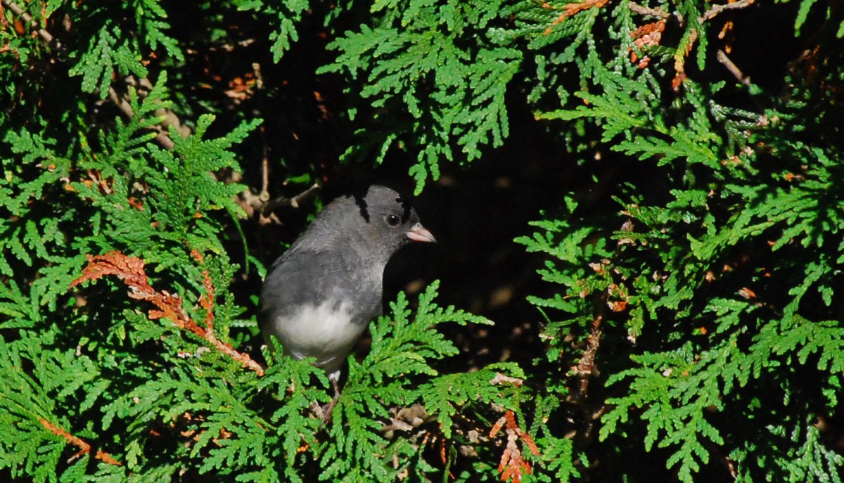 The Joy of Juncos – The Heron and Rose