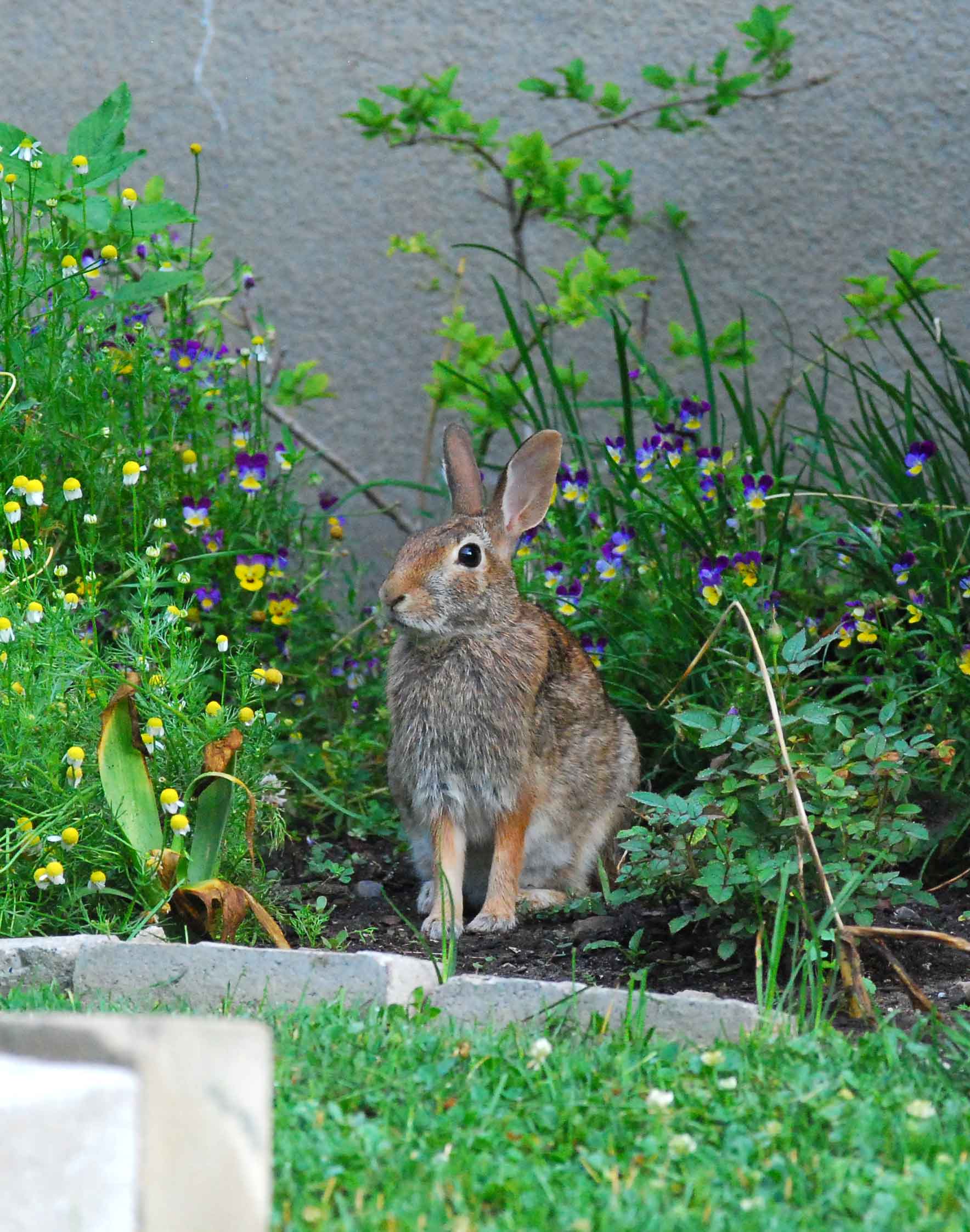 Embracing Nature: Tips for Growing a Garden with Wildlife – The Heron ...
